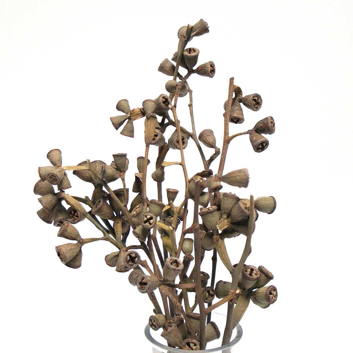 Conical Gum – Charlea's Riverside Gardens